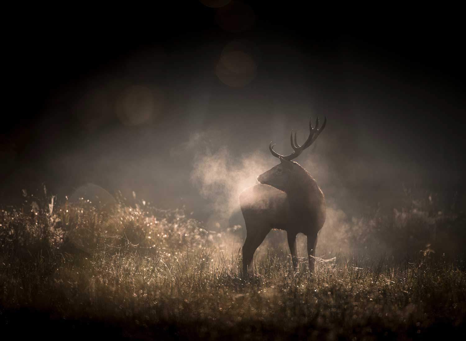 Projection spécial '' Le chant des forêts